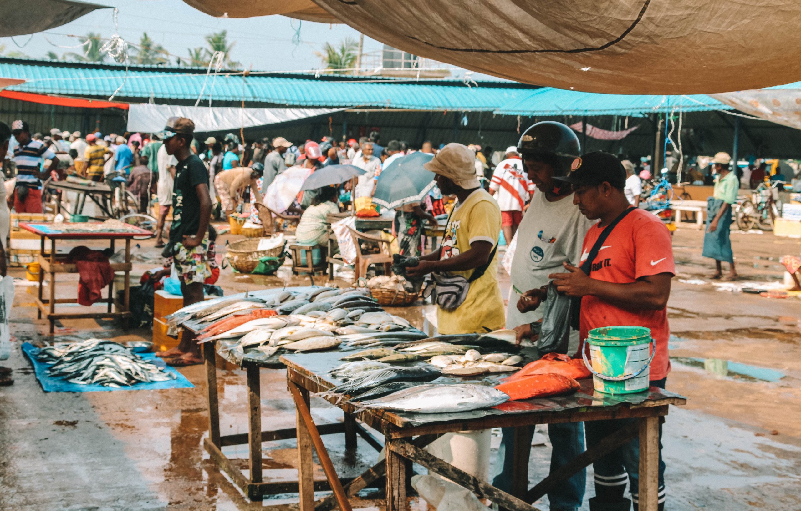 Things to do in Negombo: Attractions - TRAVELDICTED